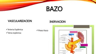 Anatomia del bazo | PPTX