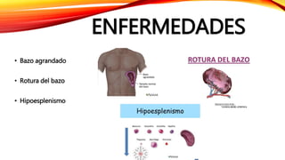 Anatomia del bazo | PPTX
