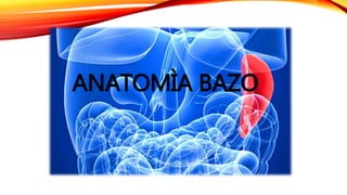 Anatomia del bazo | PPTX