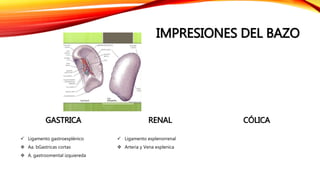 Anatomia del bazo | PPTX