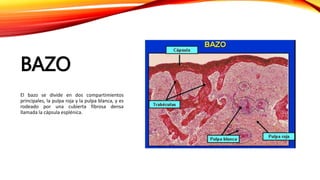 Anatomia del bazo | PPTX
