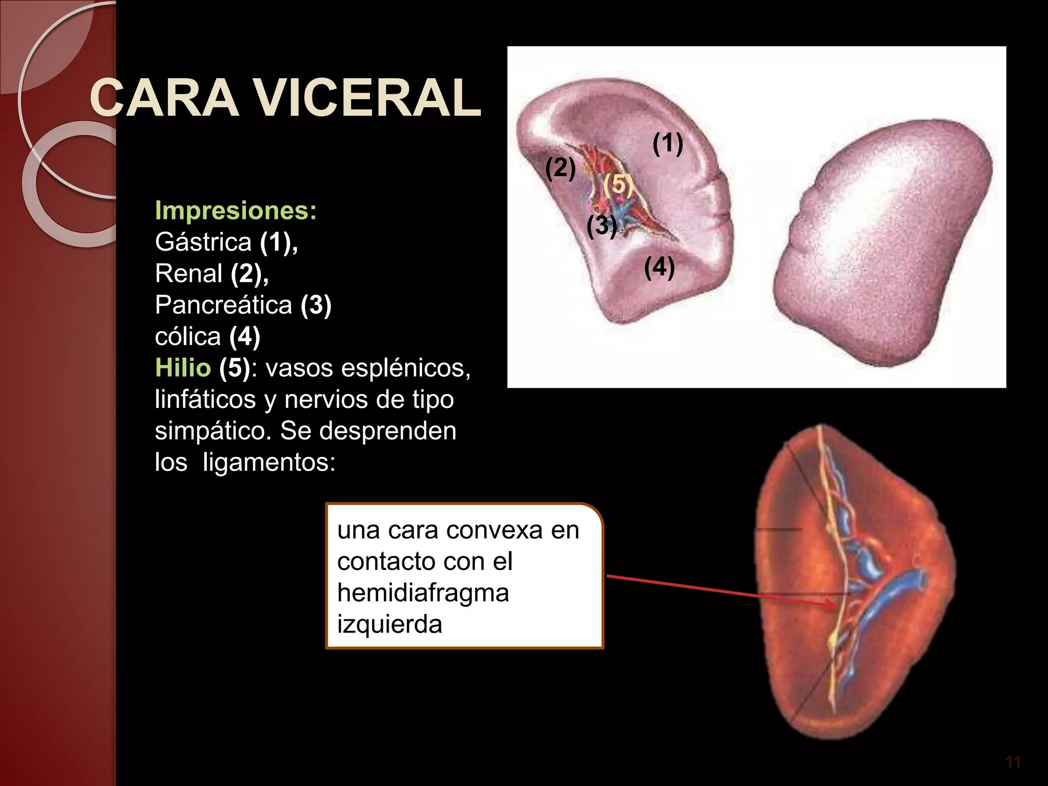 Anatomia del bazo | PPTX