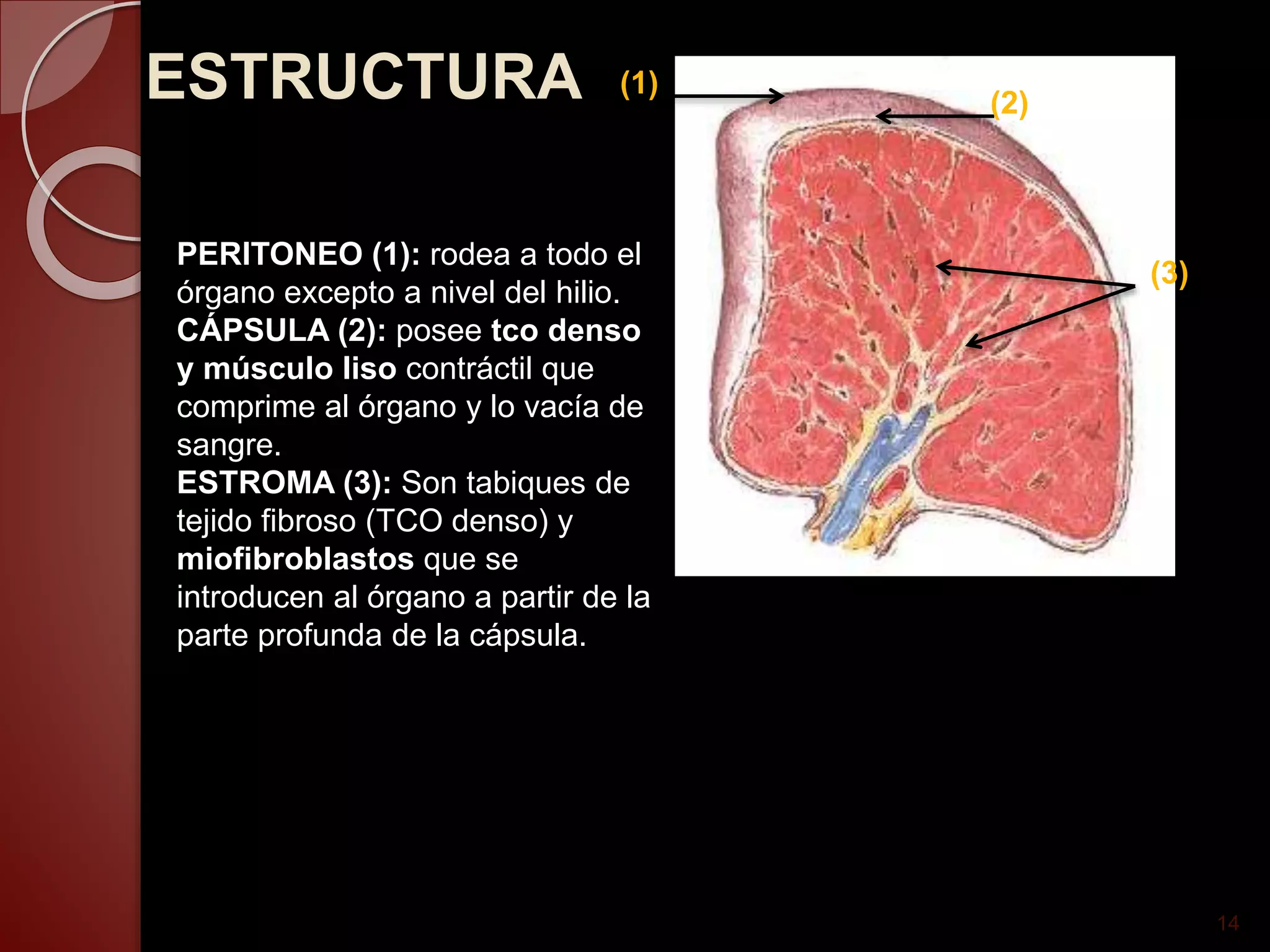 Anatomia del bazo | PPTX