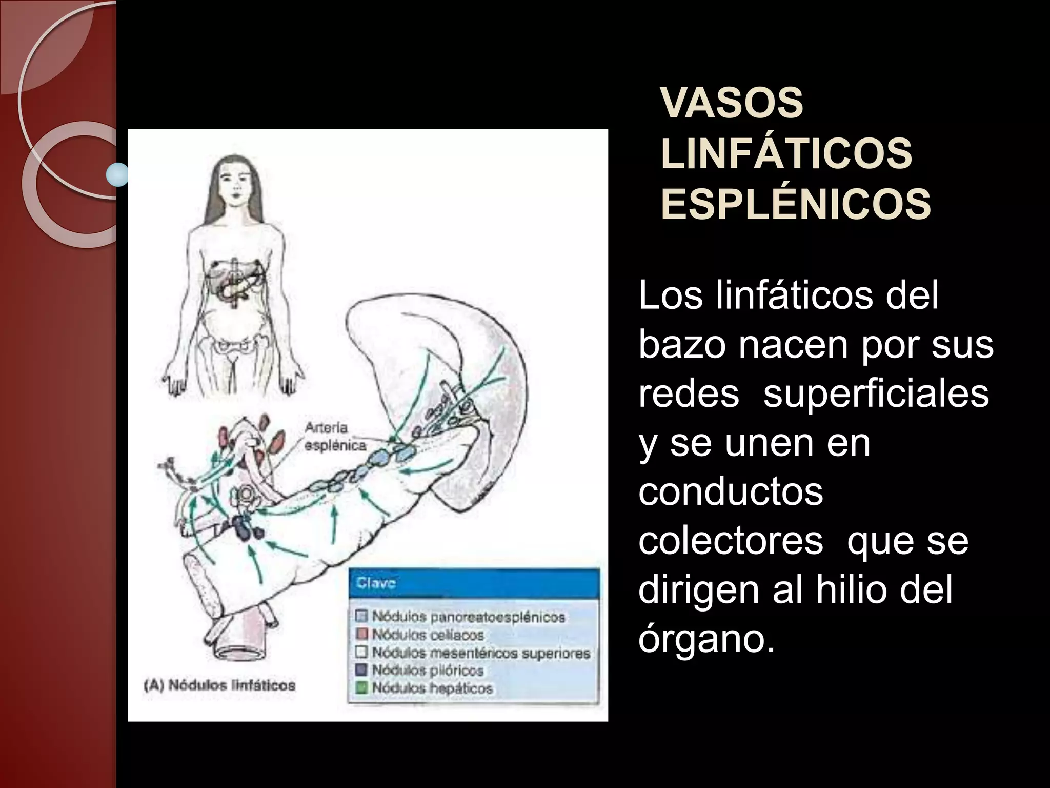 Anatomia del bazo | PPTX