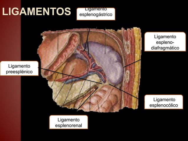 Anatomia del bazo | PPTX