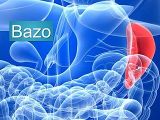 Anatomia del bazo | PPTX