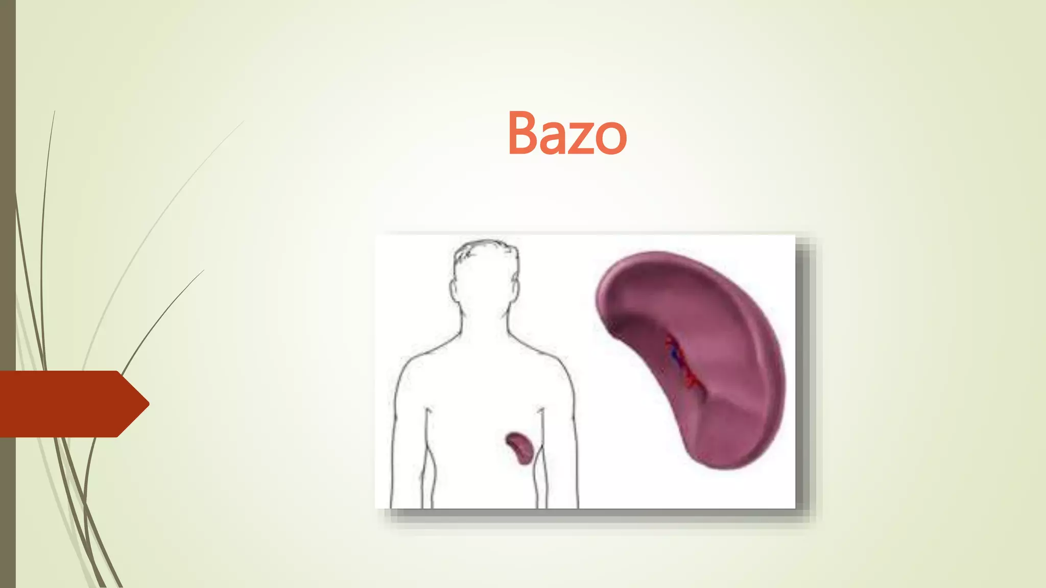 Anatomia del bazo | PPTX