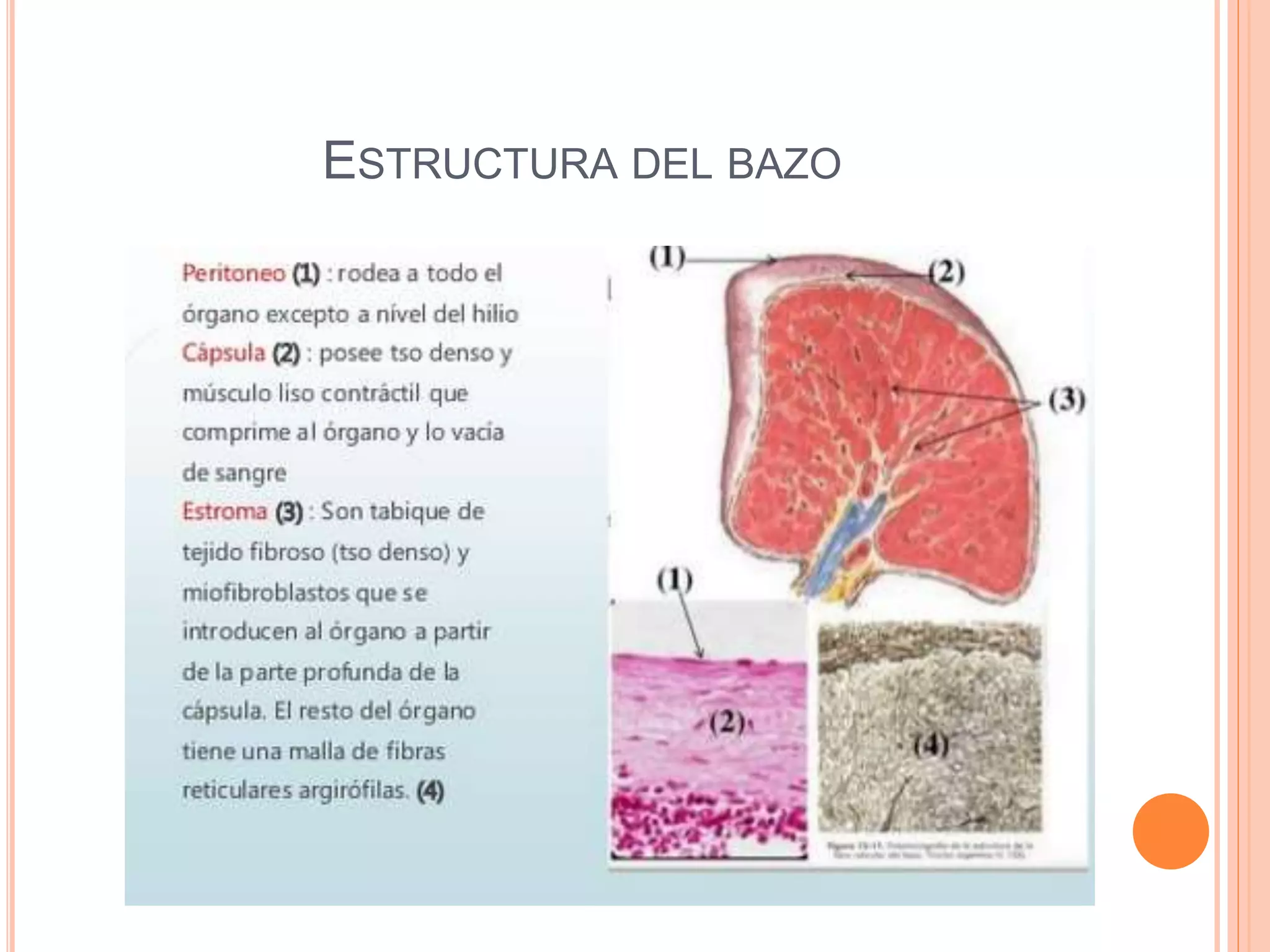 Anatomia del bazo | PPTX | Blood Disorders | Diseases and Conditions