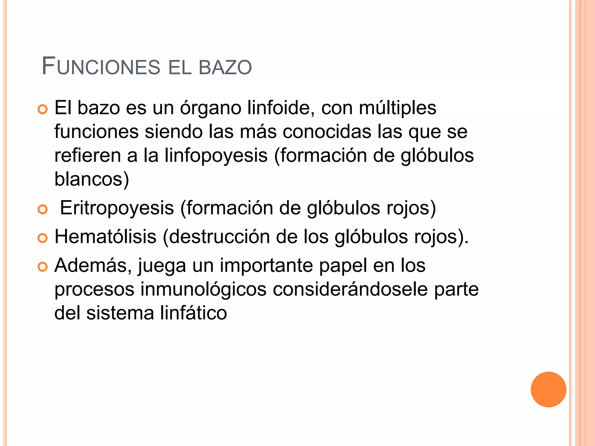 Anatomia del bazo | PPTX | Blood Disorders | Diseases and Conditions