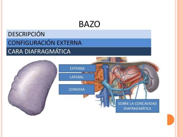 Anatomia del bazo | PPTX | Blood Disorders | Diseases and Conditions