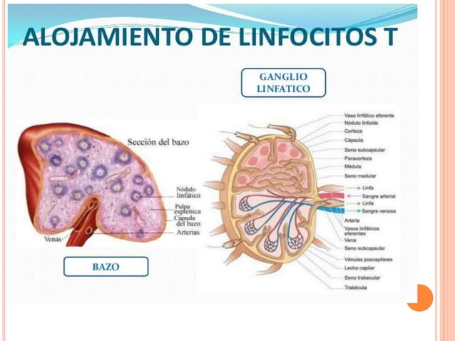 Anatomia del bazo | PPTX | Blood Disorders | Diseases and Conditions