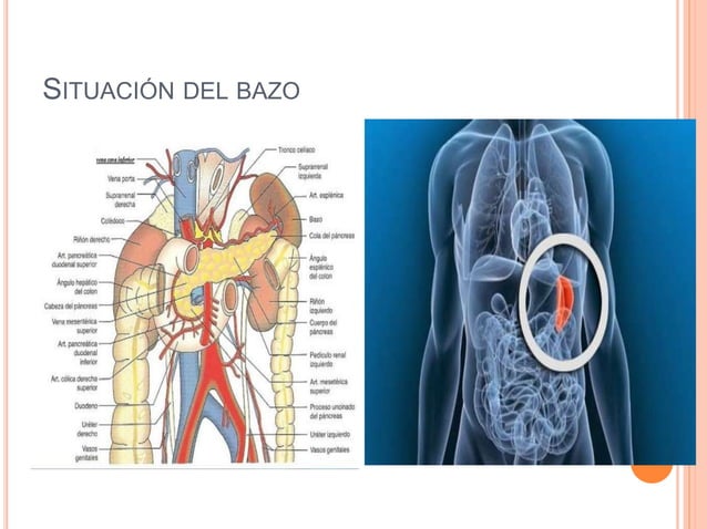 Anatomia del bazo | PPTX | Blood Disorders | Diseases and Conditions