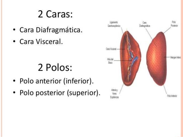 Anatomia del bazo