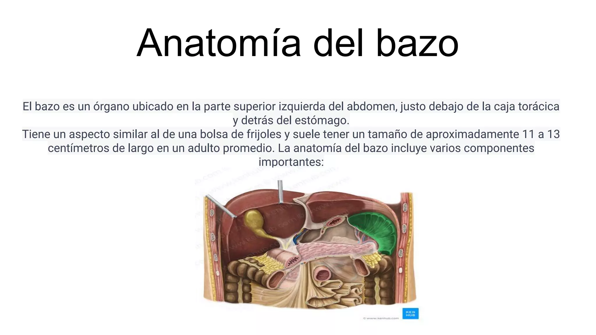 Anatomía Del Bazo Humano