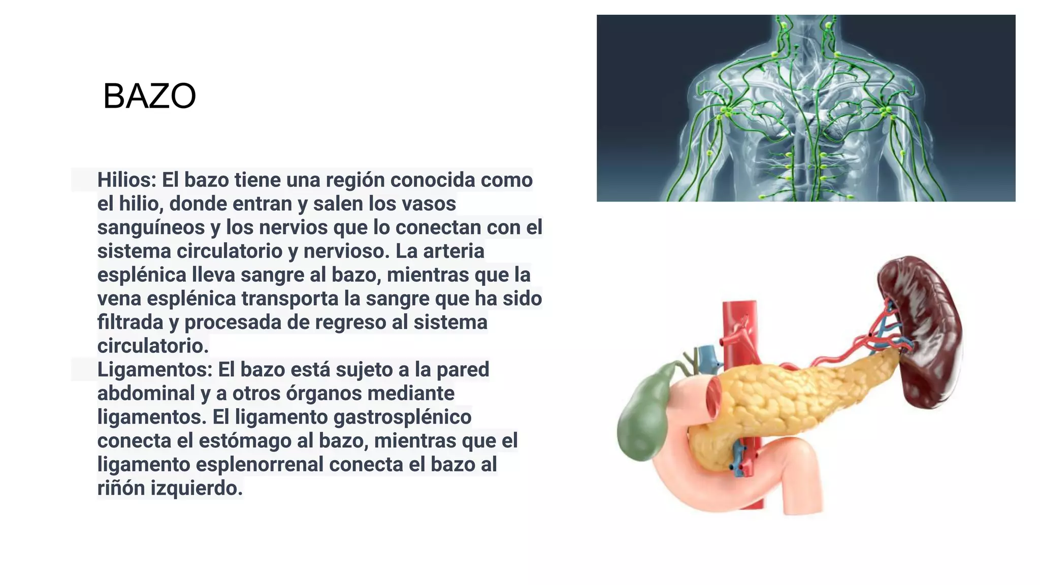 Anatomia del bazo.pdf