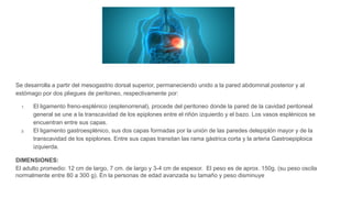 Anatomia del bazo.pdf
