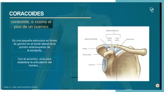 ANATOMIA DEL BICEPS Y CORACOIDES.pptx