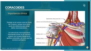 ANATOMIA DEL BICEPS Y CORACOIDES.pptx