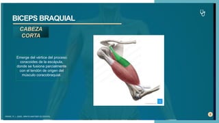 Anatomía Del Biceps , Músculo Bíceps: 4 aspectos que debes conocer – YLIKOK