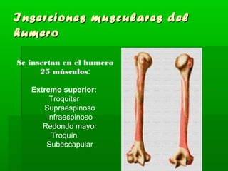 Anatomia del brazo | PPT