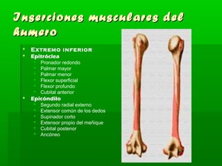 Anatomia del brazo | PPT