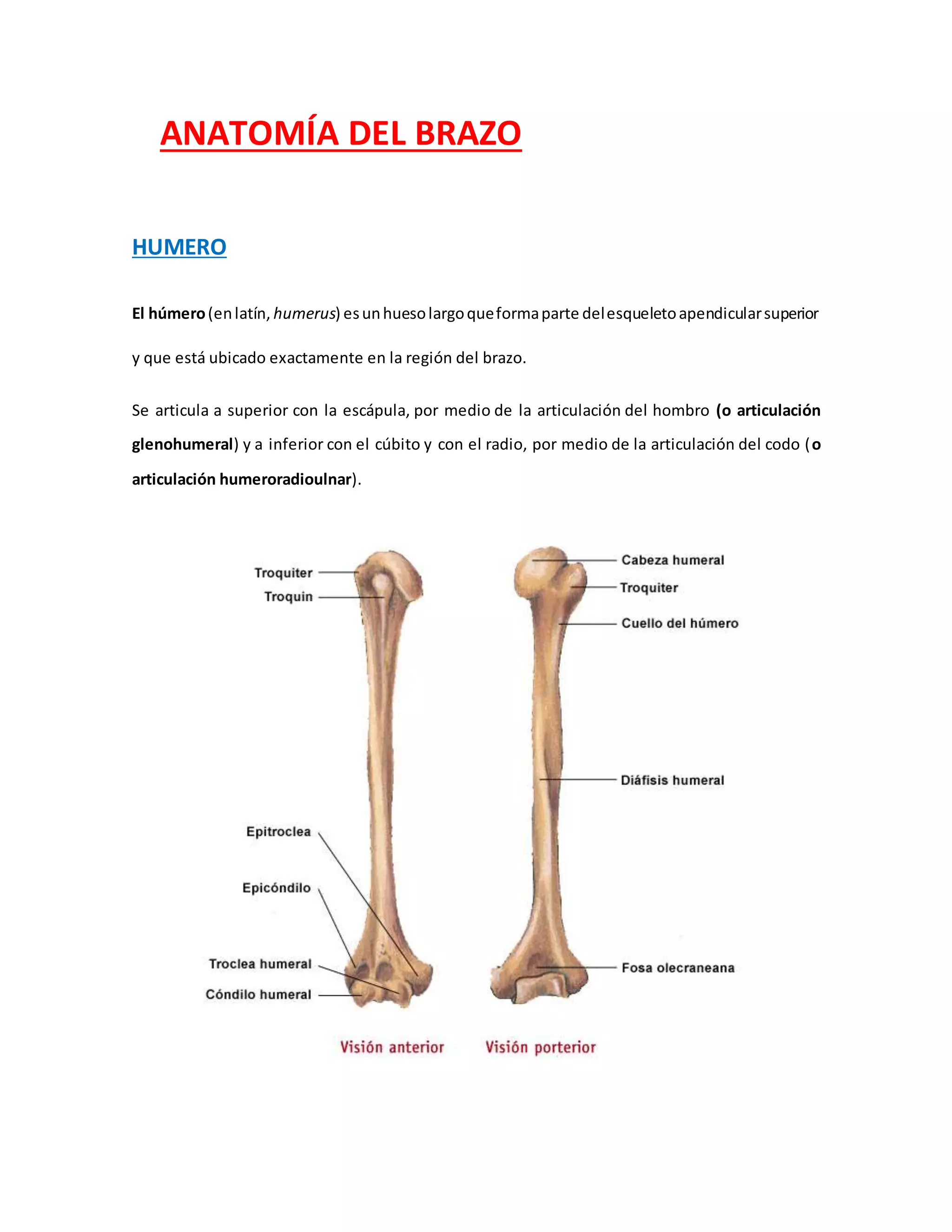 Huesos De La Anatomía Del Brazo
