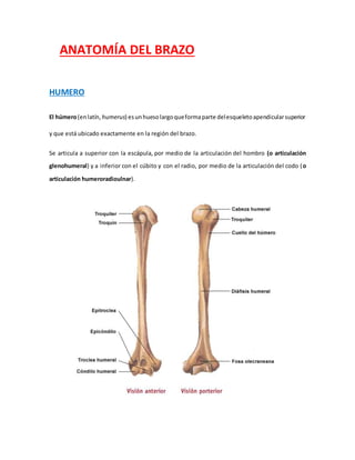 Anatomía Radiológica del Brazo 6ª Parte | DOCX