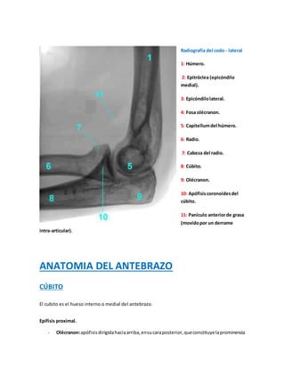 Anatomía Radiológica del Brazo 6ª Parte | DOCX