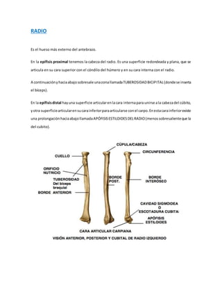 Anatomía Radiológica Del Brazo 6ª Parte Docx