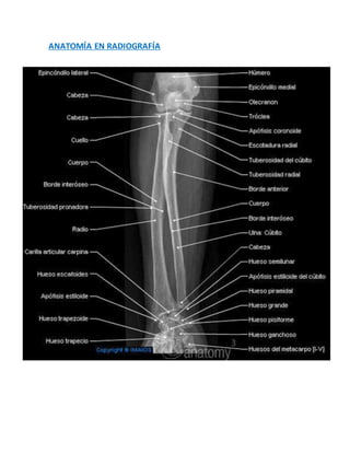 Anatomía Radiológica del Brazo 6ª Parte | PDF