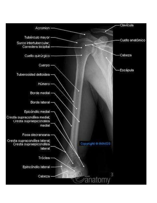 Anatomía Radiológica del Brazo 6ª Parte