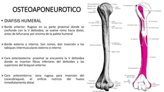 ANATOMIA DEL BRAZOCDDDBDBDBDBDHDJDJ.pptx