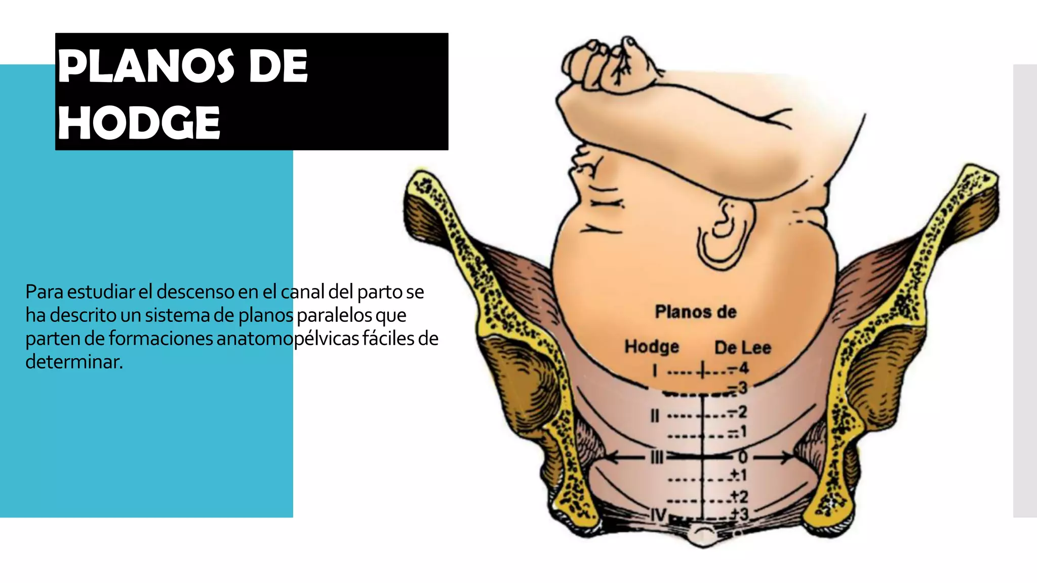Anatomía Del Canal Del Parto Y Cambios Fisiológicos Durante El Embarazo Ppt