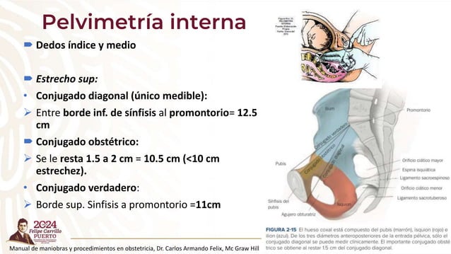 Anatomia Del Canal De Parto Ginecologia Ppt