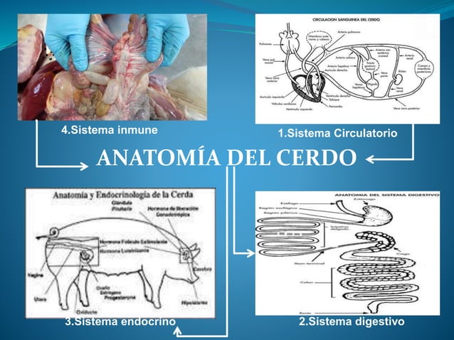 anatomia del cerdo final2.pptx