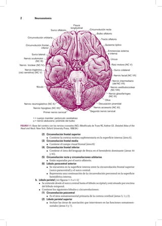 Anatomia del cerebro.pdf