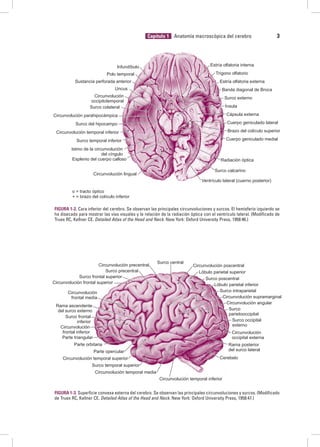 Anatomia del cerebro.pdf