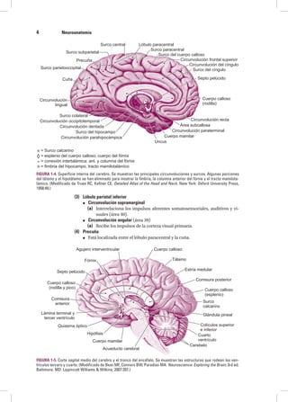 Anatomia del cerebro.pdf