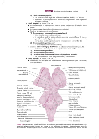 Anatomia del cerebro.pdf
