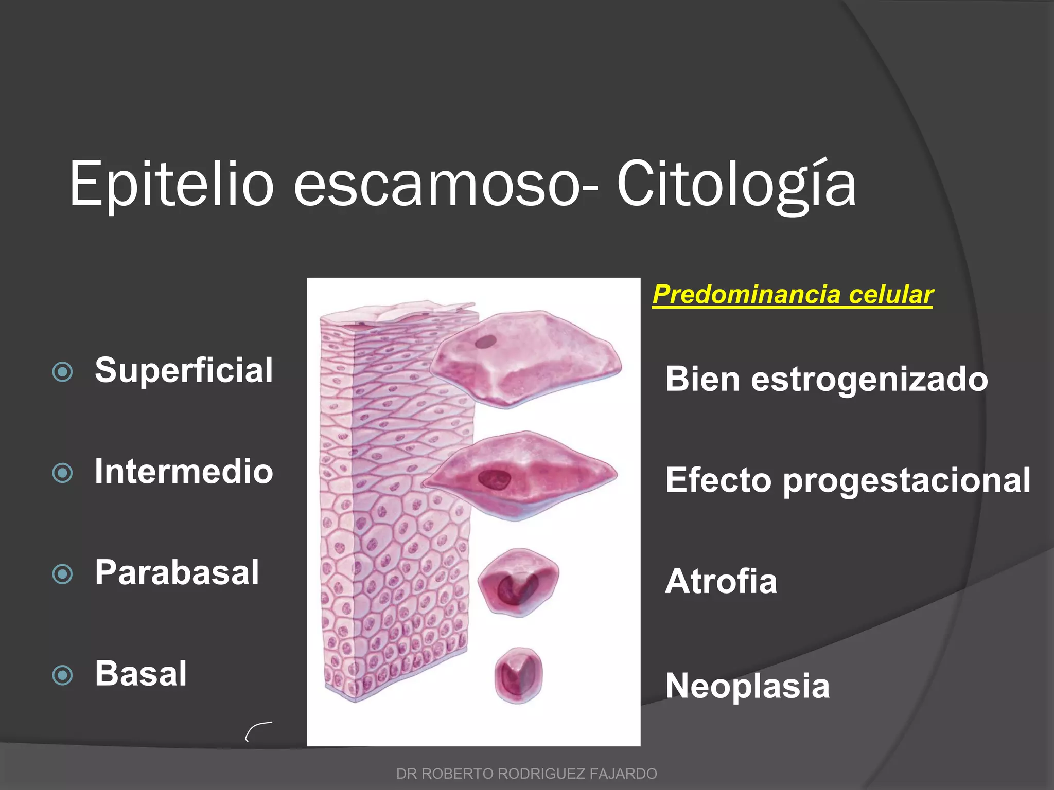 Anatomía del cervix | PDF