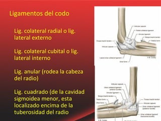 Anatomia del codo | PPT