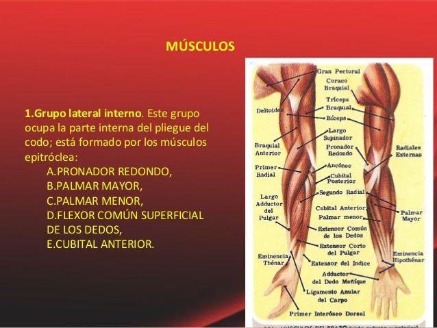 Anatomia del codo