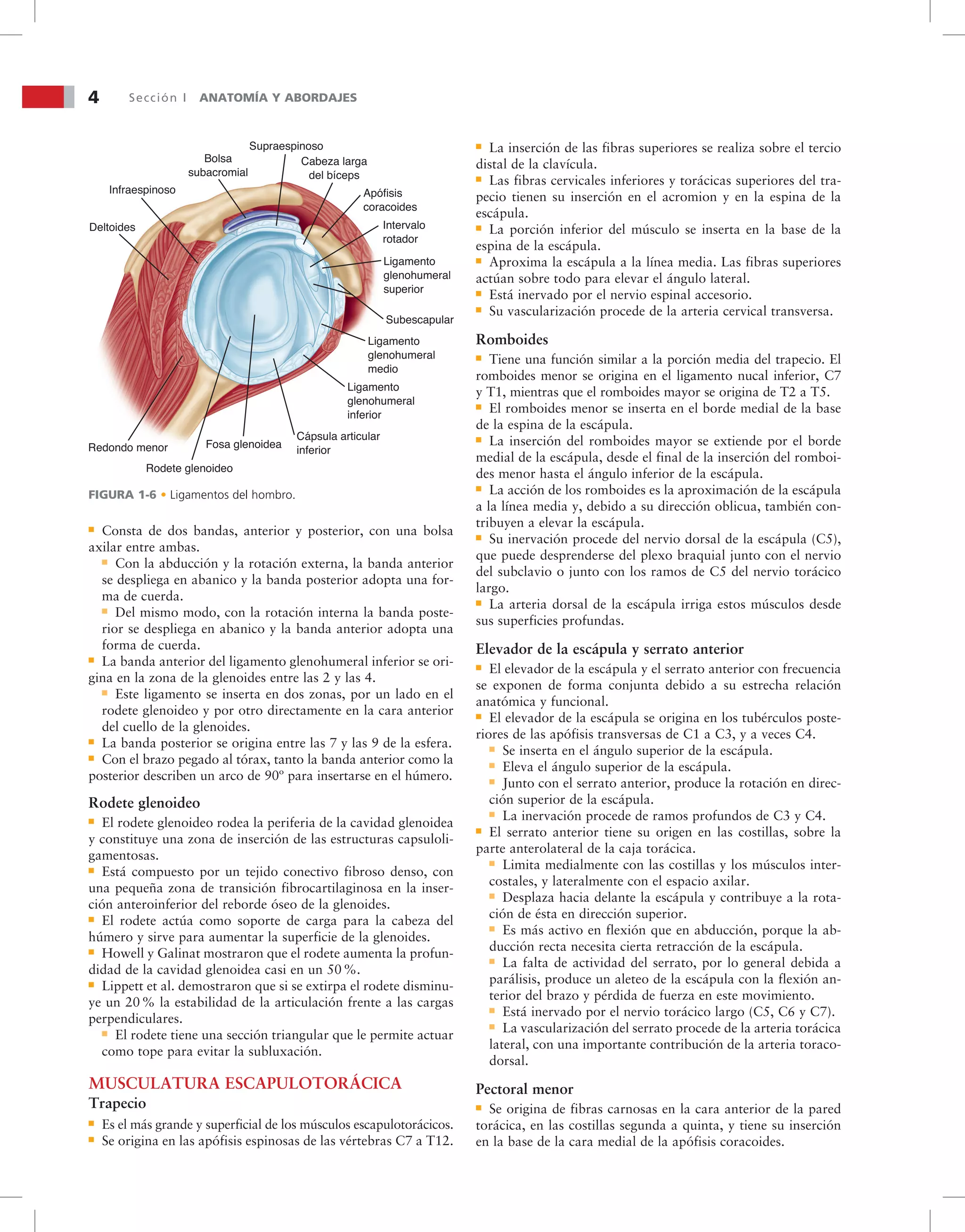 Anatomia del codo | PDF