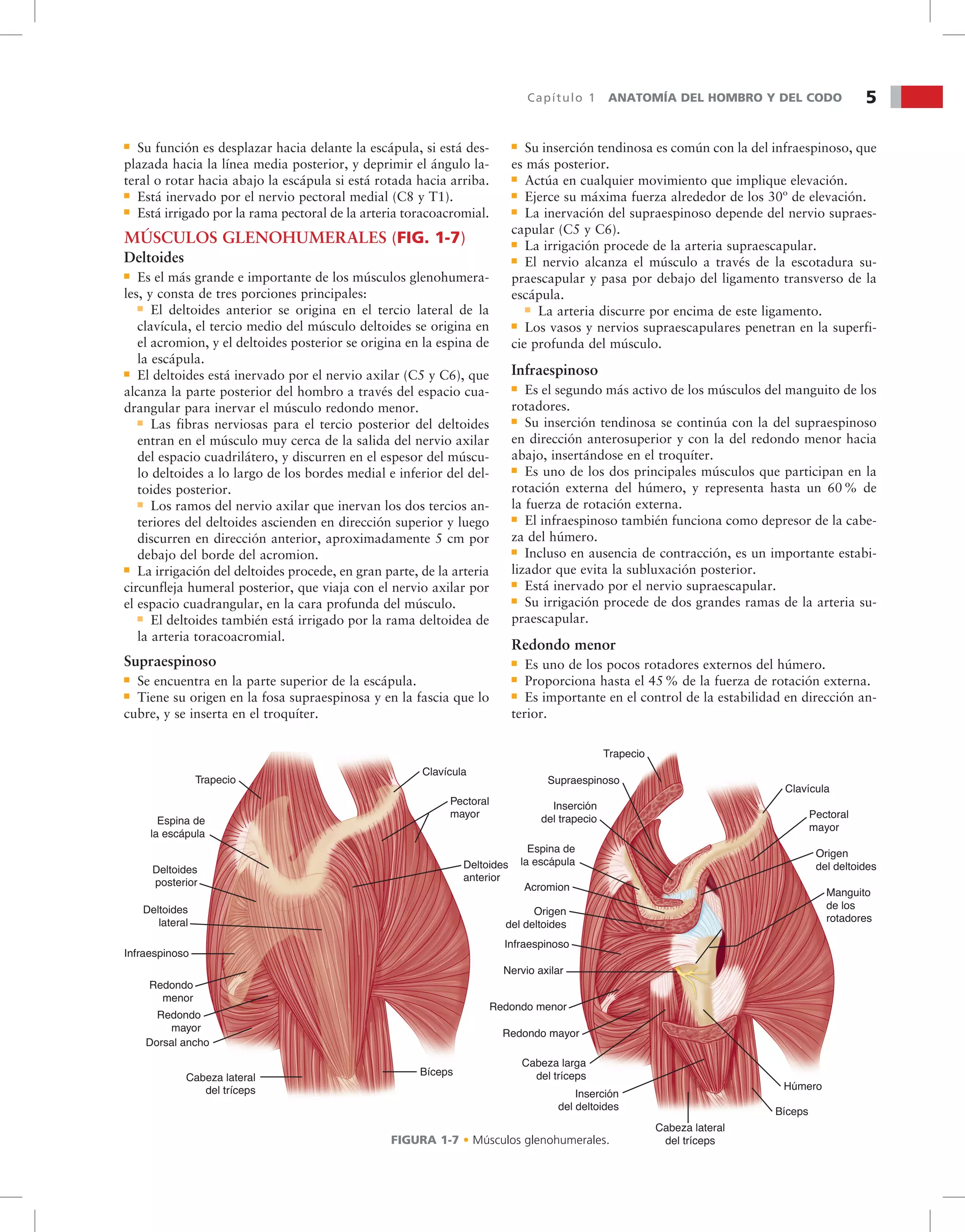 Anatomia del codo | PDF