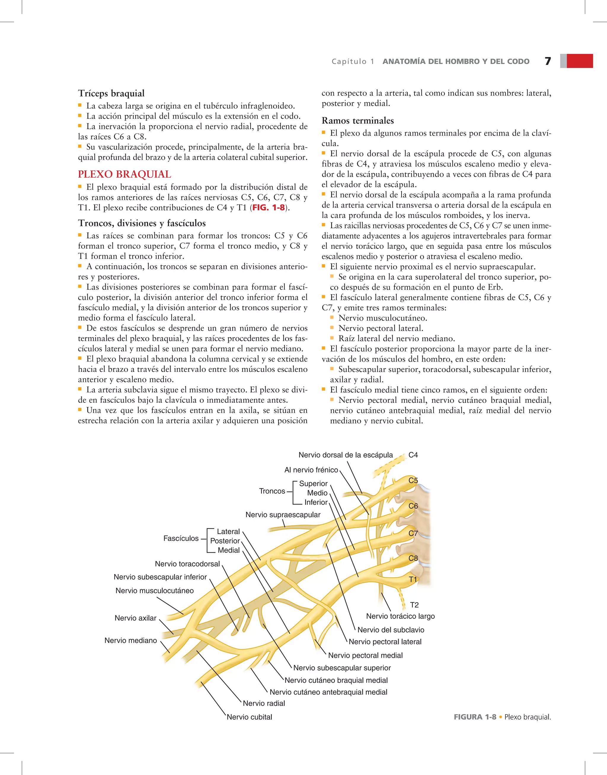 Anatomia del codo | PDF
