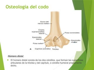 ANATOMIA DEL CODO y del codo codo co.pptx