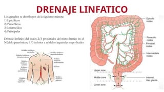 ANATOMIA QUIRURGICA DEL COLON ASCENDENTE, TRANSVERSO Y DESCENDENTE | PPTX