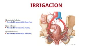 ANATOMIA QUIRURGICA DEL COLON ASCENDENTE, TRANSVERSO Y DESCENDENTE | PPTX