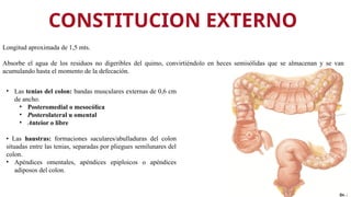 ANATOMIA QUIRURGICA DEL COLON ASCENDENTE, TRANSVERSO Y DESCENDENTE | PPTX