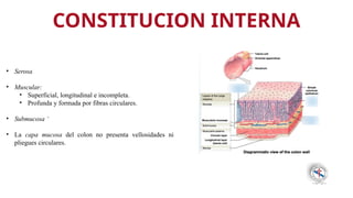 ANATOMIA QUIRURGICA DEL COLON ASCENDENTE, TRANSVERSO Y DESCENDENTE | PPTX